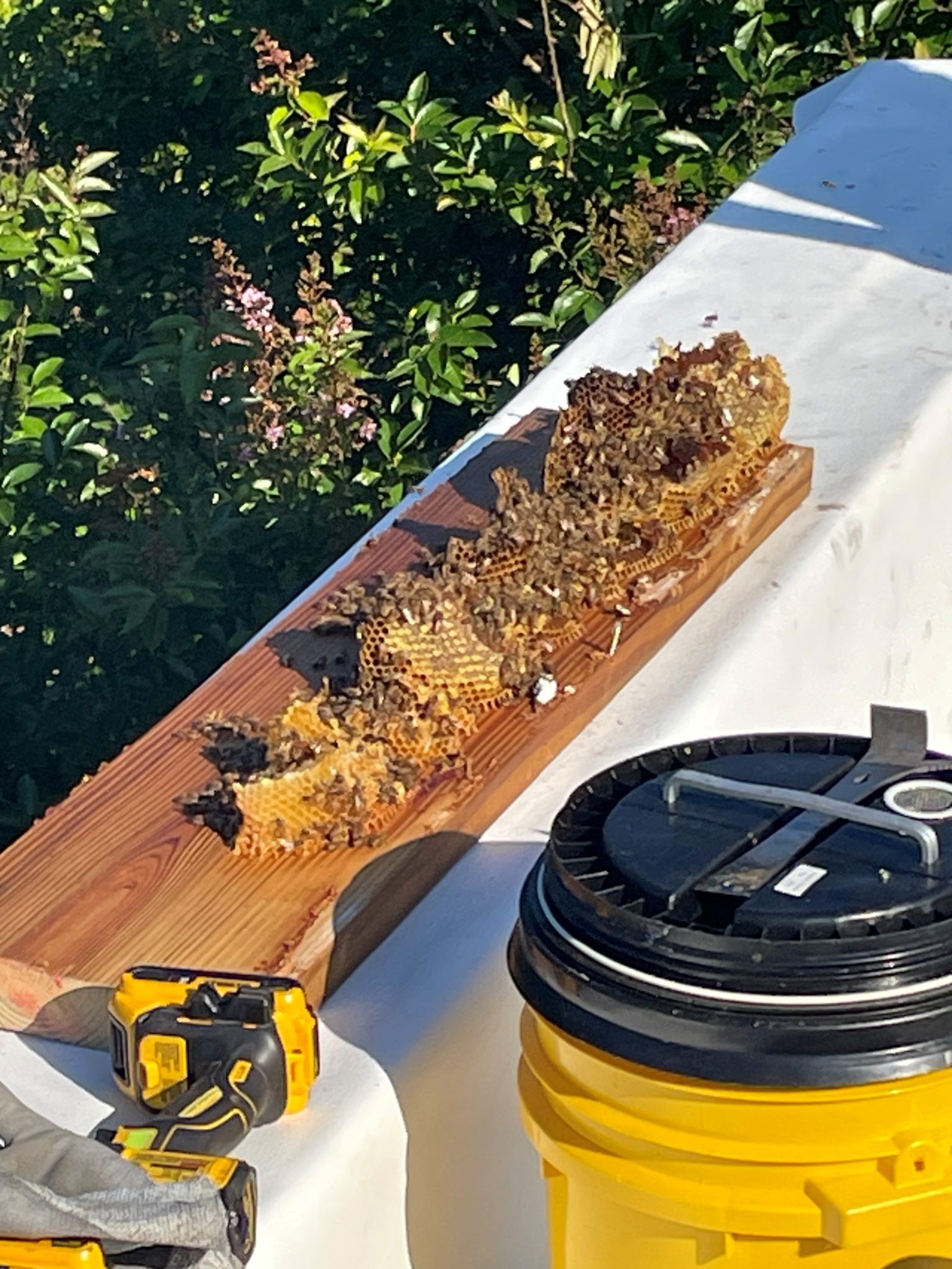 The Buzz About St. Matthew’s Honeybees – St. Matthew
